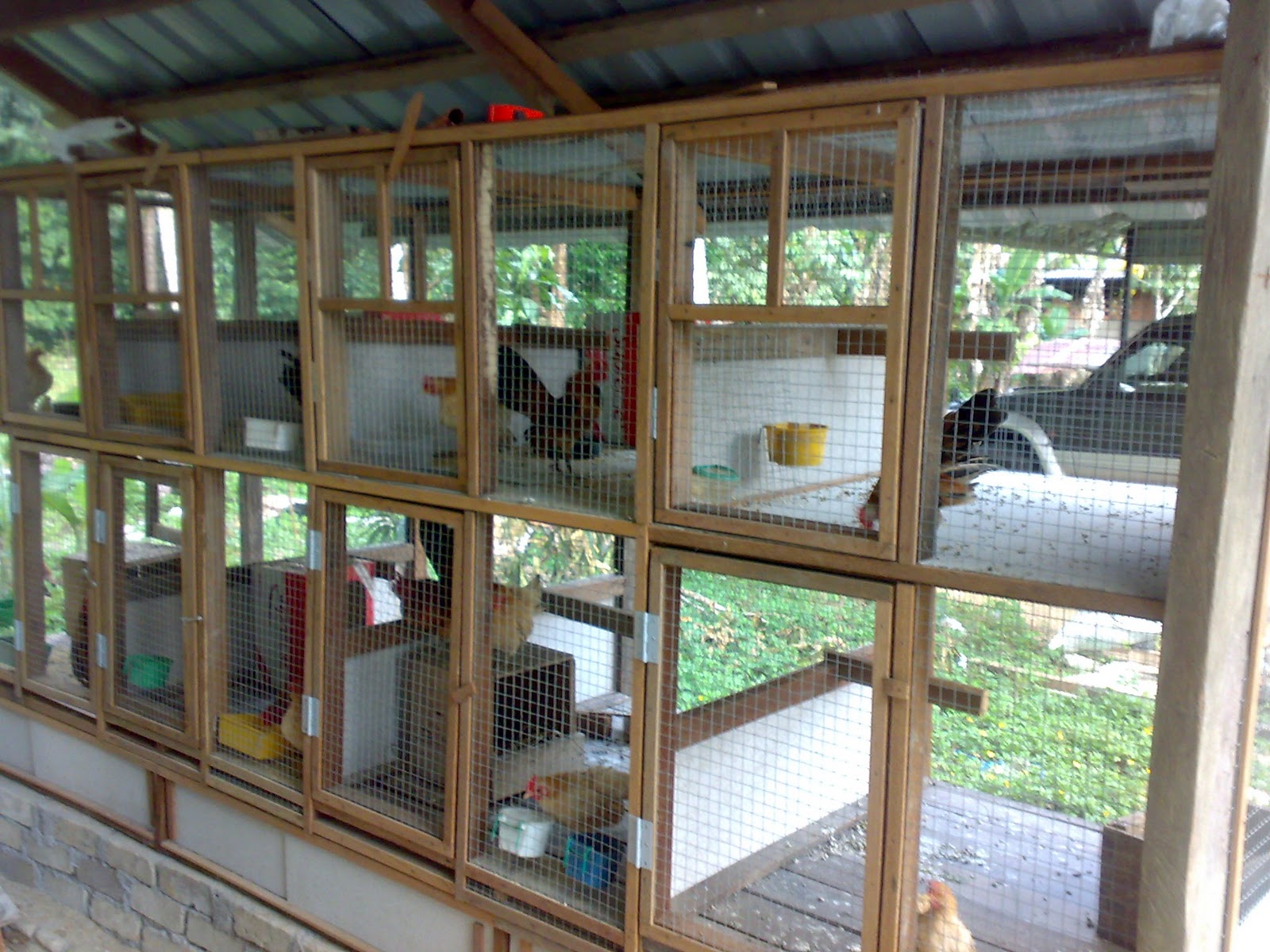 Serama Bachok: REBAN MAJMUK