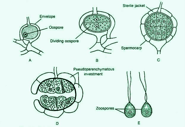 Life cycle of Coleochaete, Reproduction system in Coleochaete