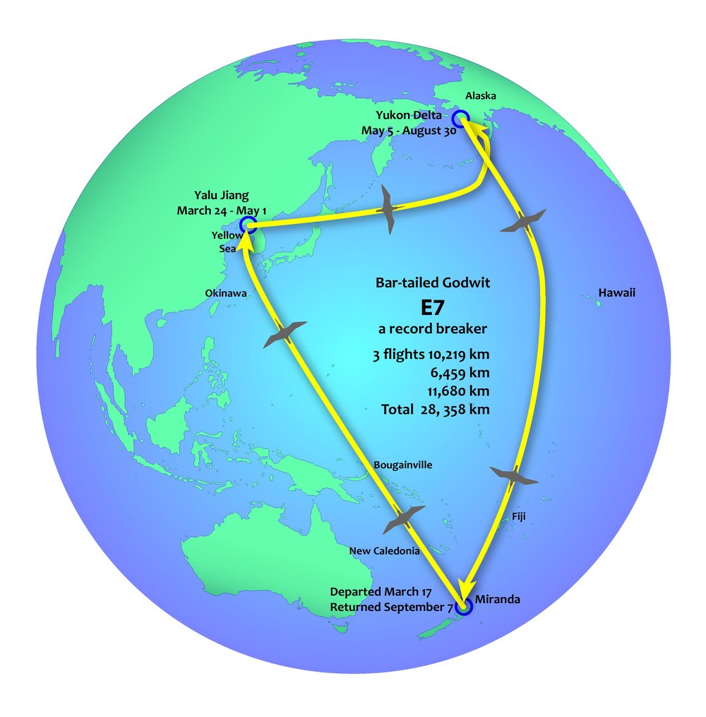 the Whiteboard: Polynesian navigation