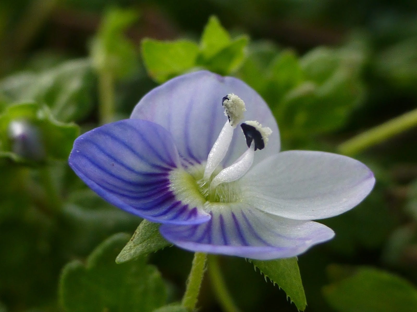 Speedwell - Flowers