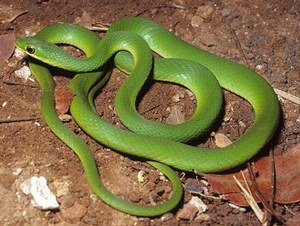 Reptossaurus: SERPENTES da CAATINGA