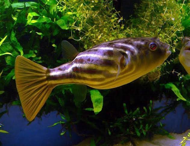 Keterkaitan Antara Struktur dan Fungsi Pada Ikan Buntal - EDUBIO Keterkaitan Antara Struktur dan Fungsi Pada Ikan Buntal - EDUBIO