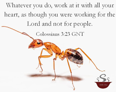 Routine, but Vital | Wisdom of Ants