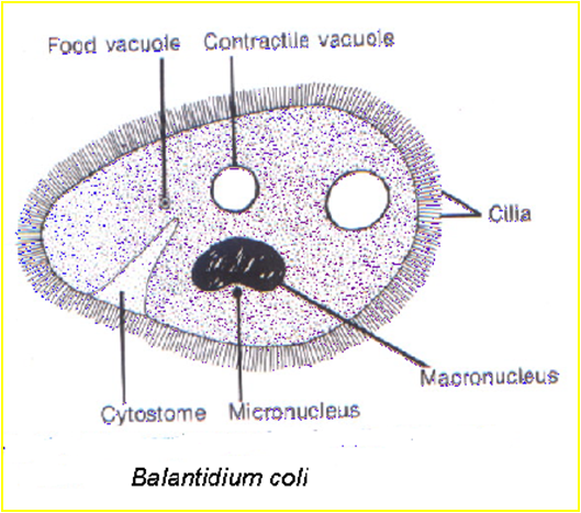 Balantidium coli ~ Examination and Happiness