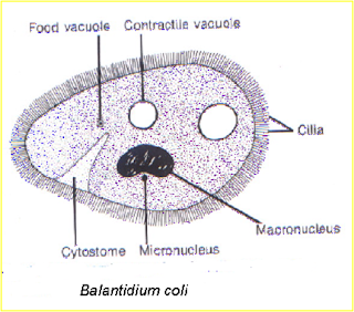 Balantidium coli ~ Examination and Happiness