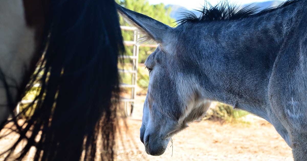 The 7MSN Ranch: At the tail end of the day