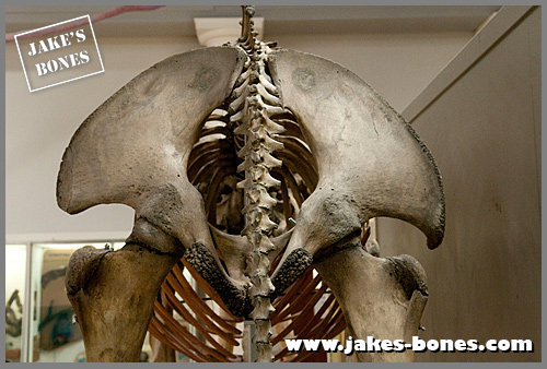 Looking closely at an Indian elephant skeleton : Jake's Bones