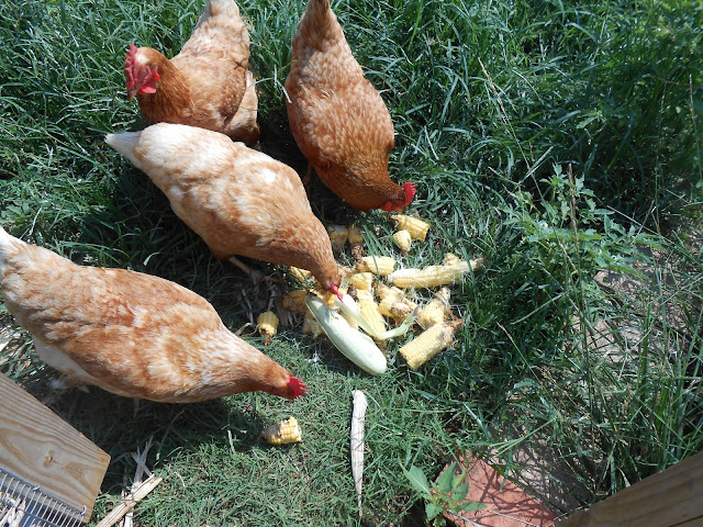 Windy Acres Diary: July 2013