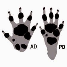 COMPARATIVA HUELLAS DE RATA Y DE ERIZO