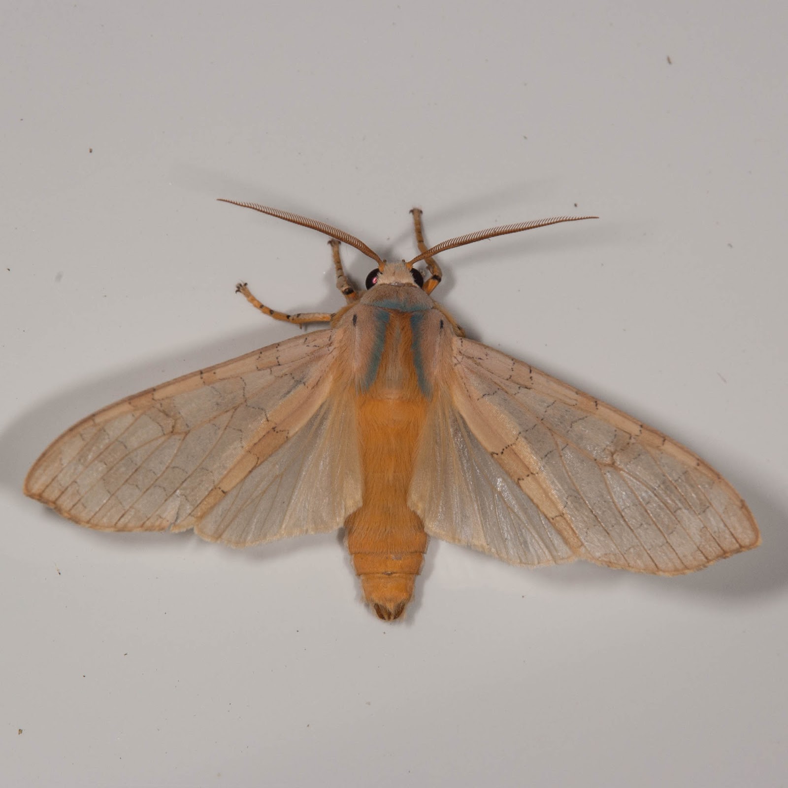 Champlain Islands' Nature: A Fortnight of Night Moths