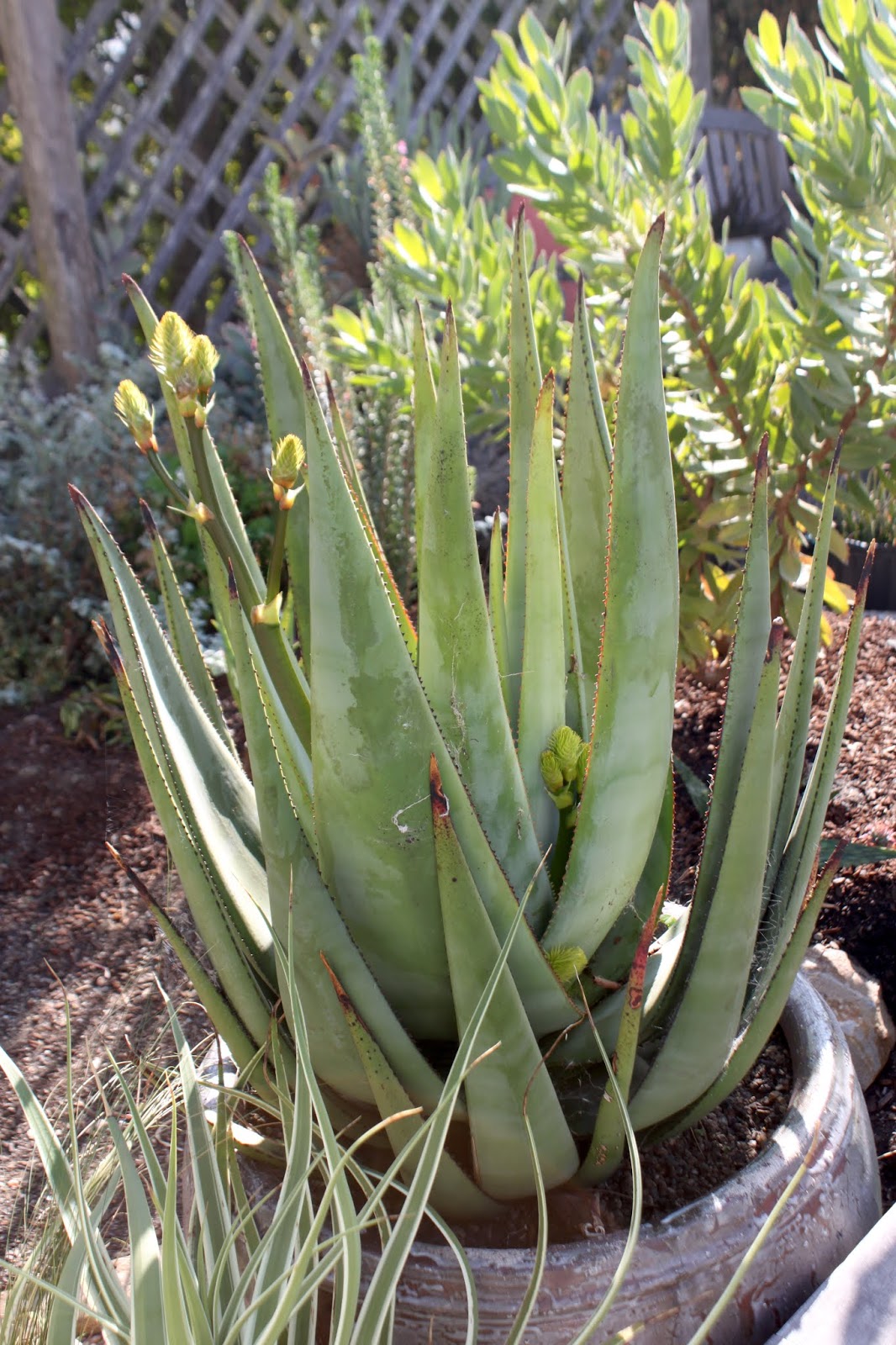 Emerging Fall Aloe Inflorescences