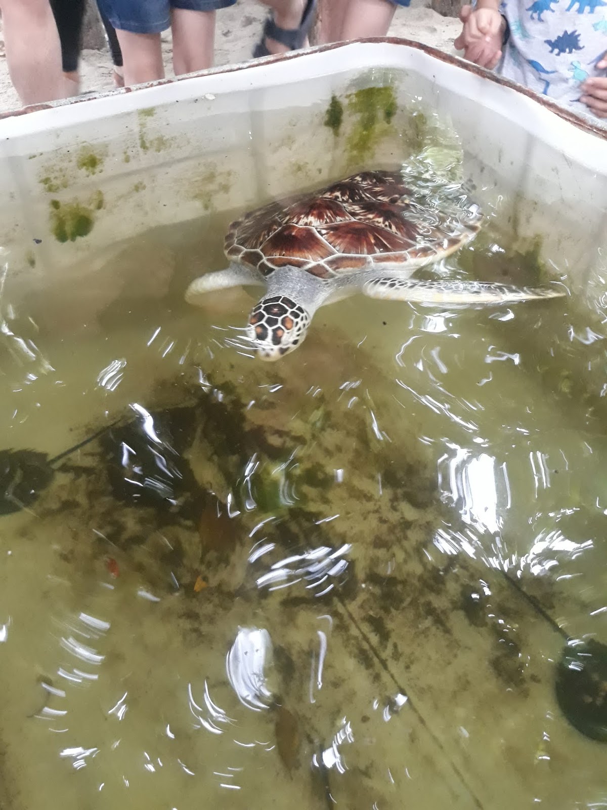 This Life: Best Turtle Hatchery at Rimbun Dahan Turtle Hatchery ...