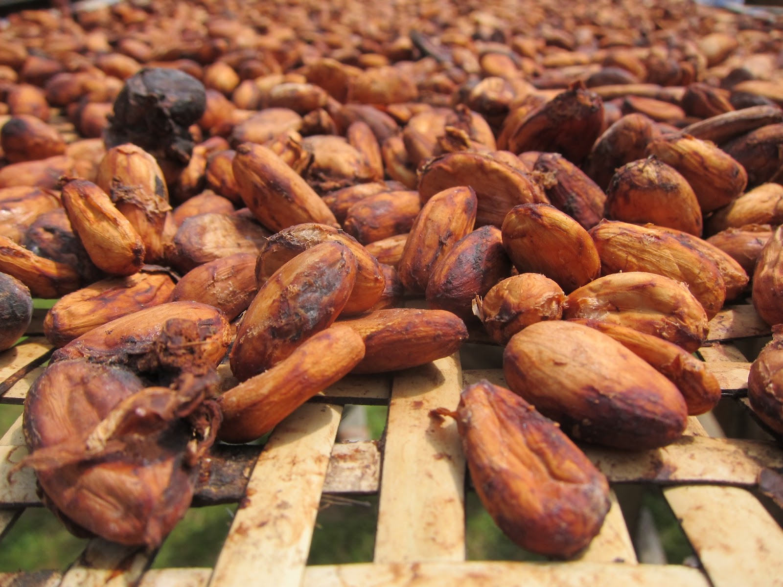 Chocolate Cacao Seed at Kirsten Nord blog