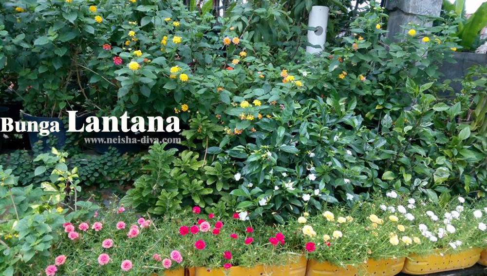 Rumah Bunga Neisha: LANTANA CAMARA - Cantik saat Dijadikan Border Taman