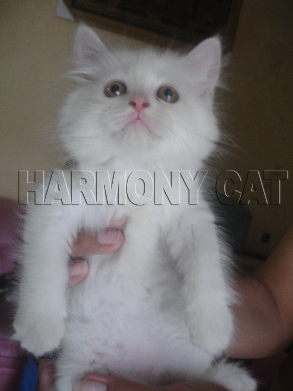 Hamster Dan Kucing Persia Murah Surabaya: DI JUAL KUCING PERSIA BETINA ...