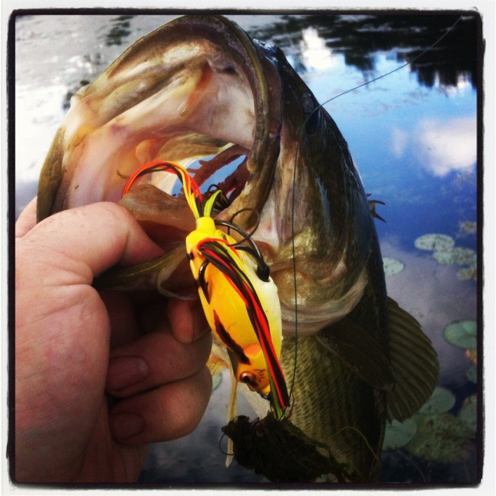 Bass Junkies Frog Pond: River2Sea Bully Wa Frog Review