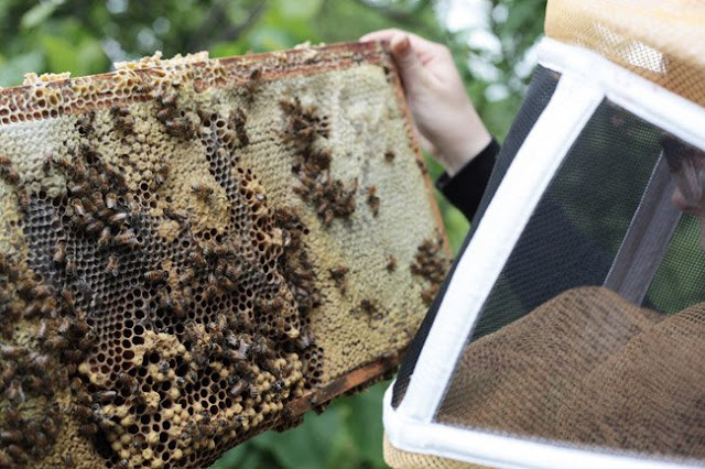 beehive craft collective: Real Bees!