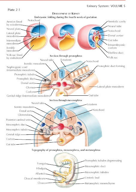 Development Of Kidney - pediagenosis
