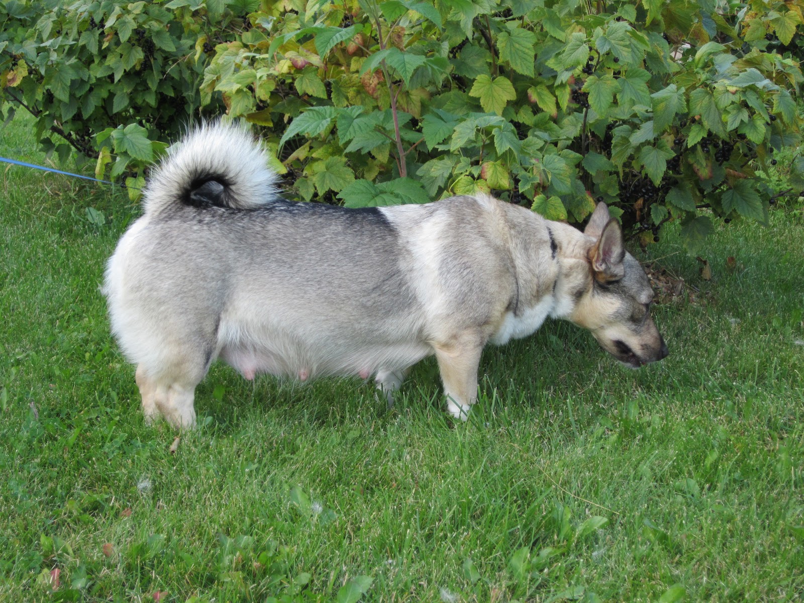 Keltaruusun länsigöötanmaan pystykorvat