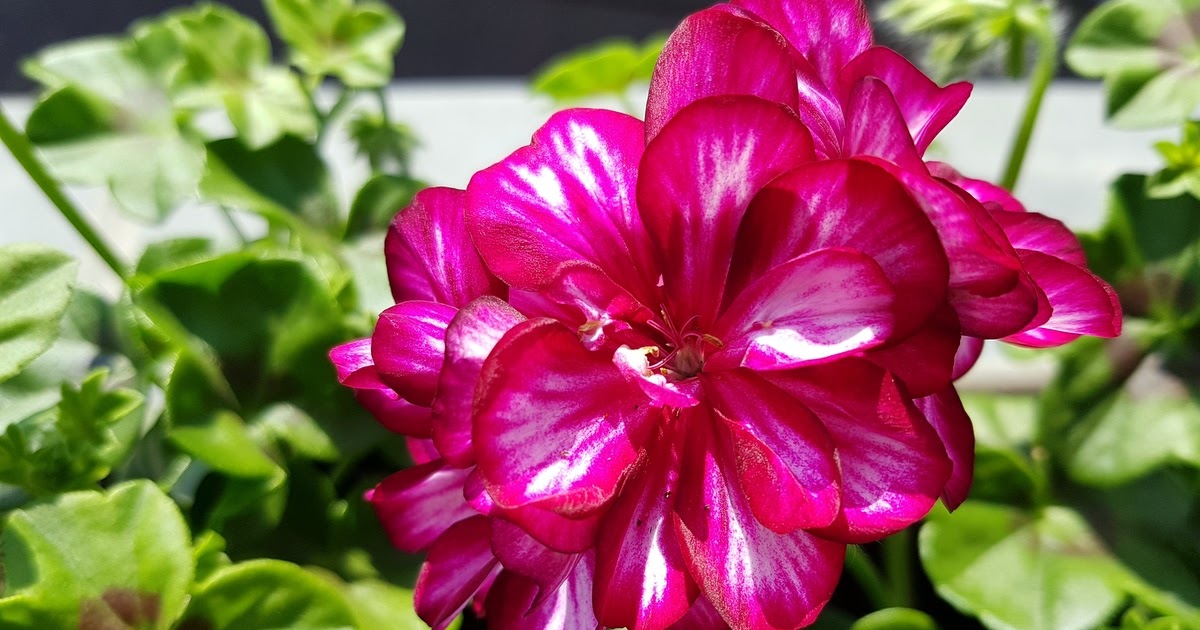 Achter de geraniums