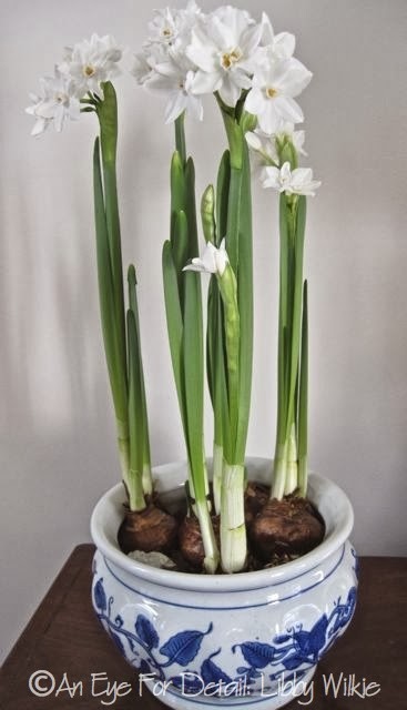 HOW TO GROW PAPERWHITE NARCISSUS BULBS - An Eye For Detail