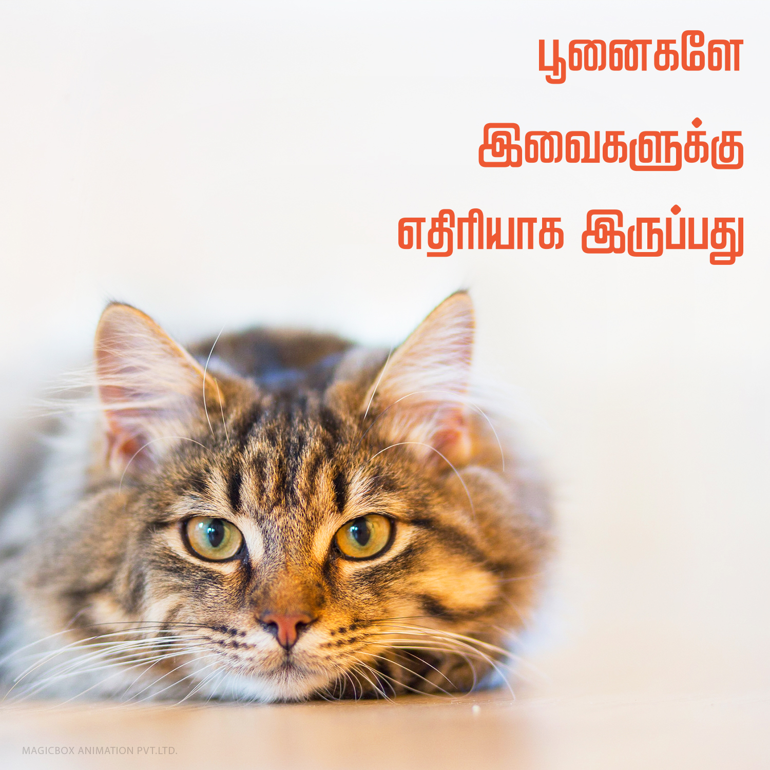 Chellame Chellam : சிட்டுக்குருவி | அழிந்து வரும் பறவை | Chelalme chellam