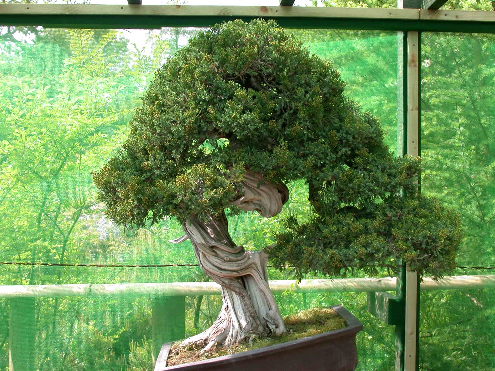 Steve Tolley's Bonsai and Suiseki Blog