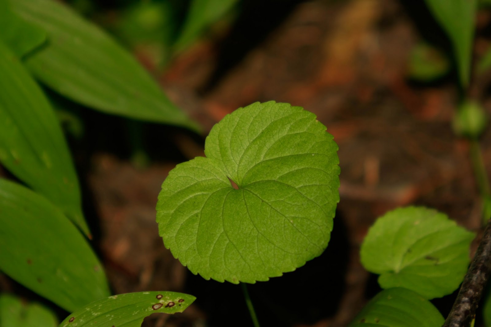 Wahkeena Exposures: Oregon Bounty: Fauna, Fruits and Forage