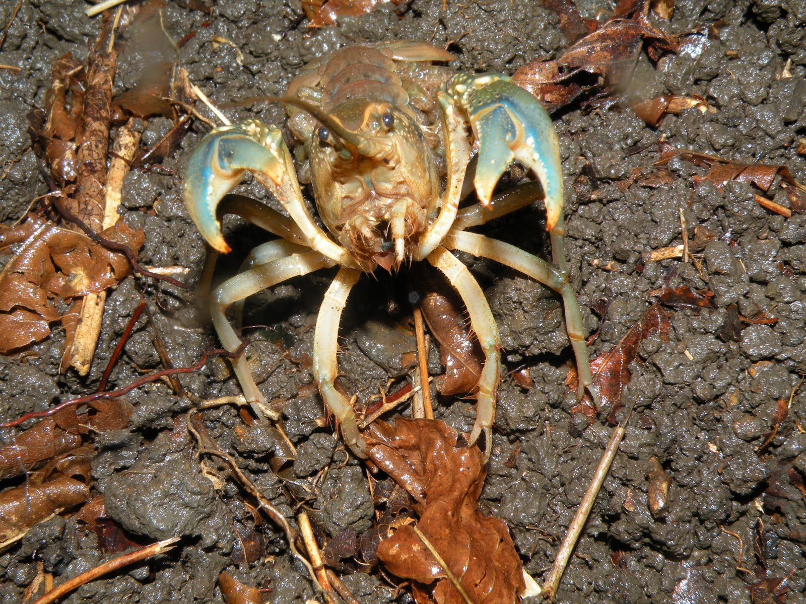 World Peace Wetland Prairie: Burrowing crayfish common at World Peace ...