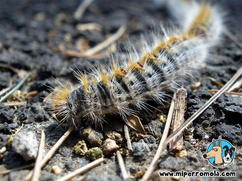 La Procesionaria, una amenaza para nuestros perros. | Blog Mi Perro Mola
