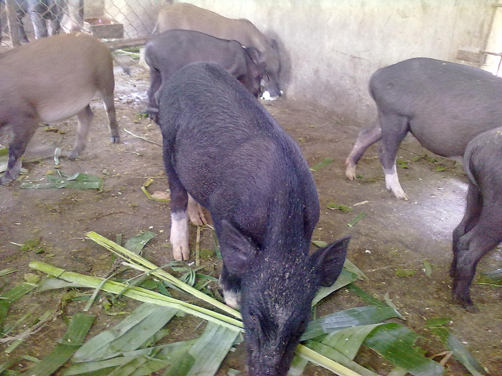 HEO RỪNG HÙNG MINH: KỸ THUẬT NUÔI HEO RỪNG LAI Ở NÔNG HỘ