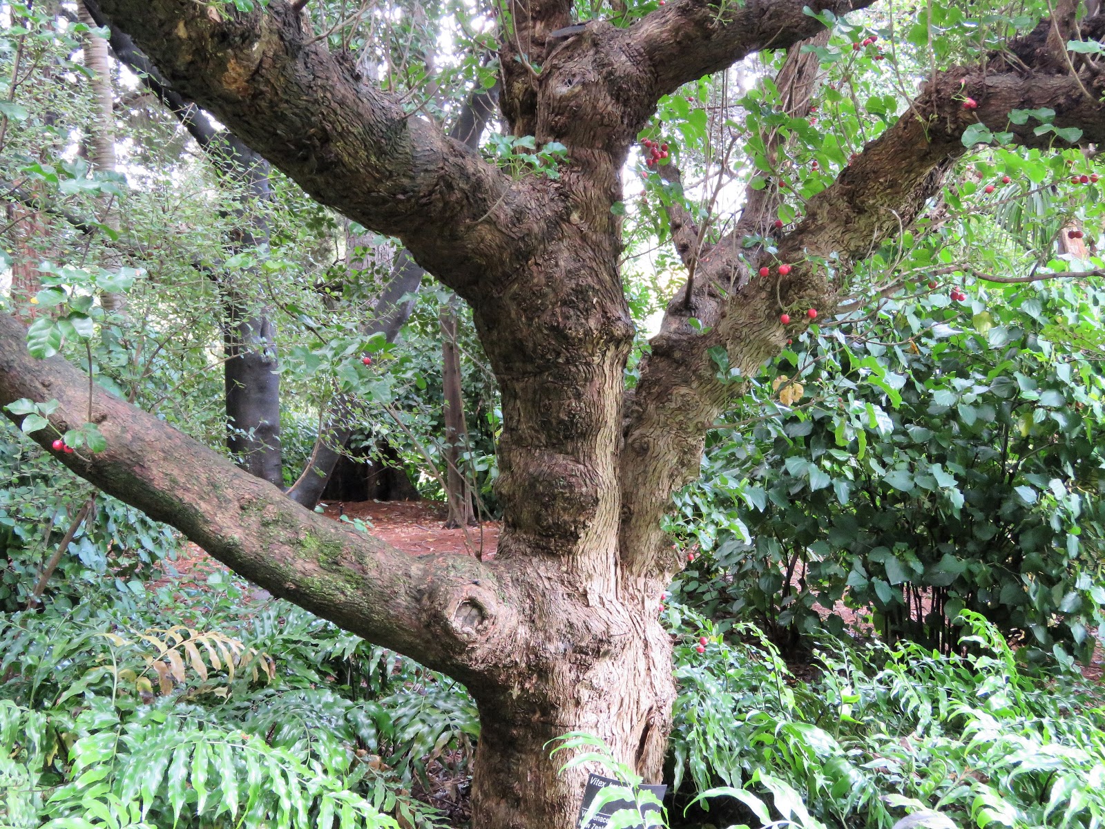 Isolated kiwi tree is home to green moths, imprisoned seed ... and possums