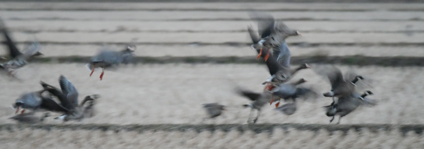Hiyokichi UK bird life: Cackling and Snow goose in Hachiro-gata