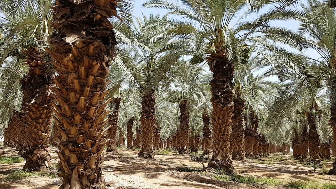 Tâmaras da Serra: Características da tamareira