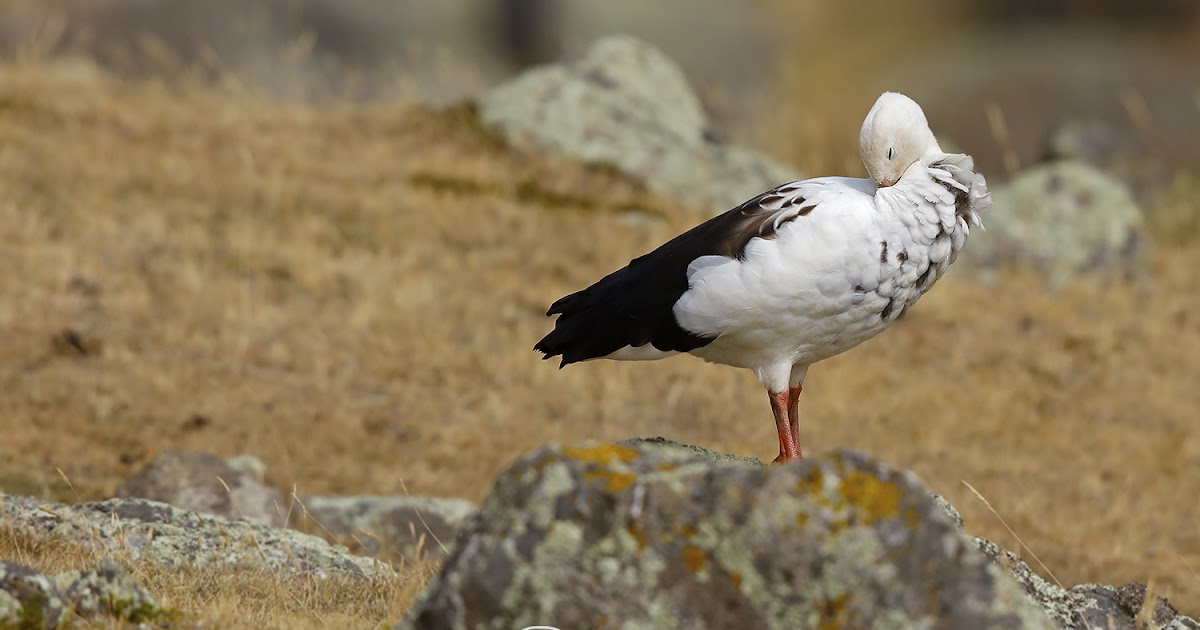 mis fotos de aves: Chloephaga melanoptera Guayata Andean Goose