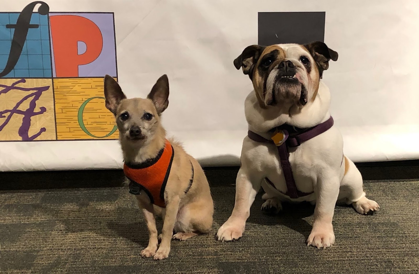 Franklin Matters: FPAC Features Broadway Dogs in Legally Blonde
