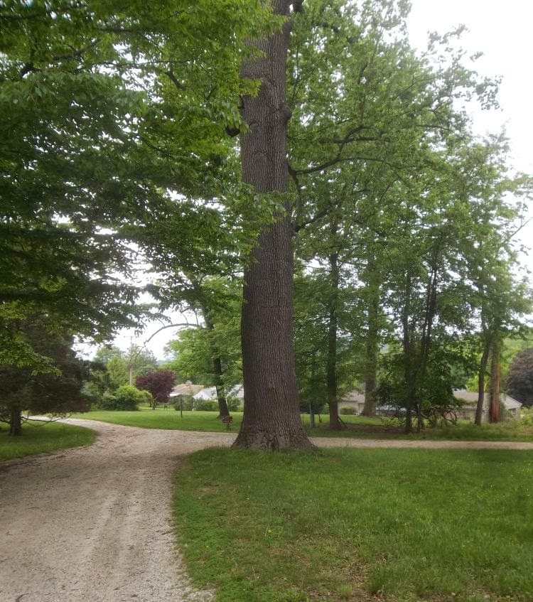 Future Plants by Randy Stewart: Liriodendron - Tulip Tree