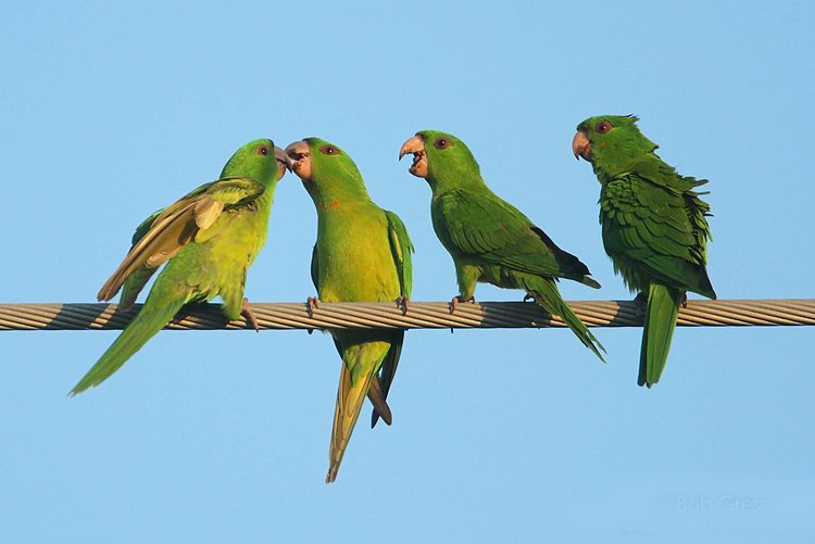 Bellas Aves de El Salvador: Psittacara strenuusAratinga strenua (perico ...