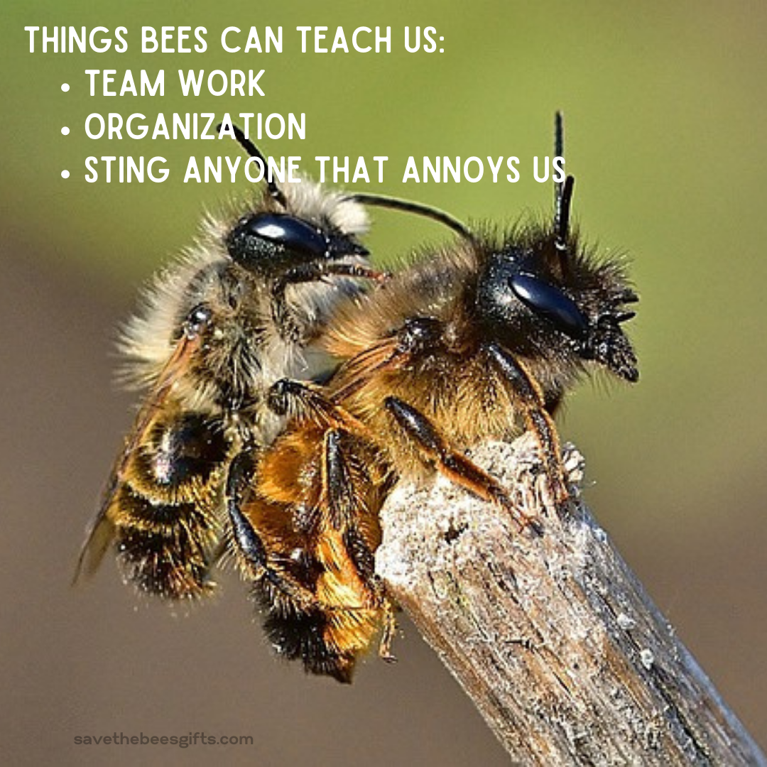 FREE BEE Awareness Memes, Printables, Infographics