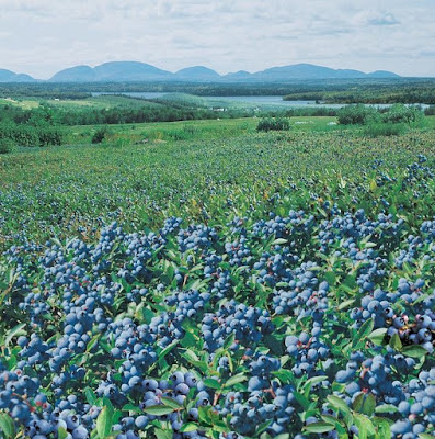 Sights and Insights: A Note on Robert Frost’s Poem “BLUEBERRIES”