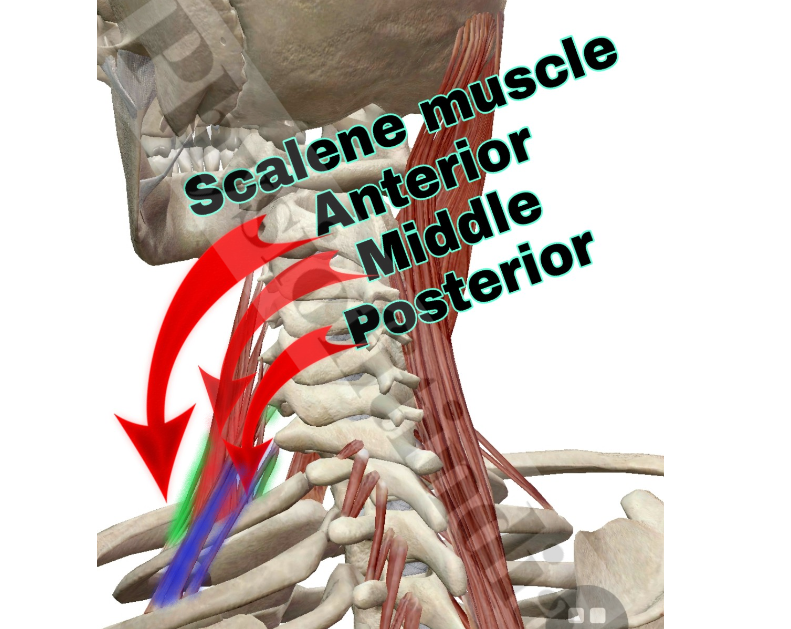 Scalene Muscle origin ,Insertion,Innervation , Action,blood supply