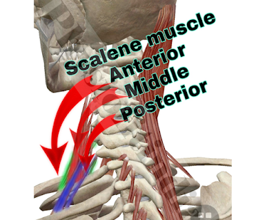 Scalene Muscle origin ,Insertion,Innervation , Action,blood supply