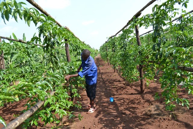 Kilimo cha matunda ya pasheni,pesheni au Karakara (Passion fruit ...