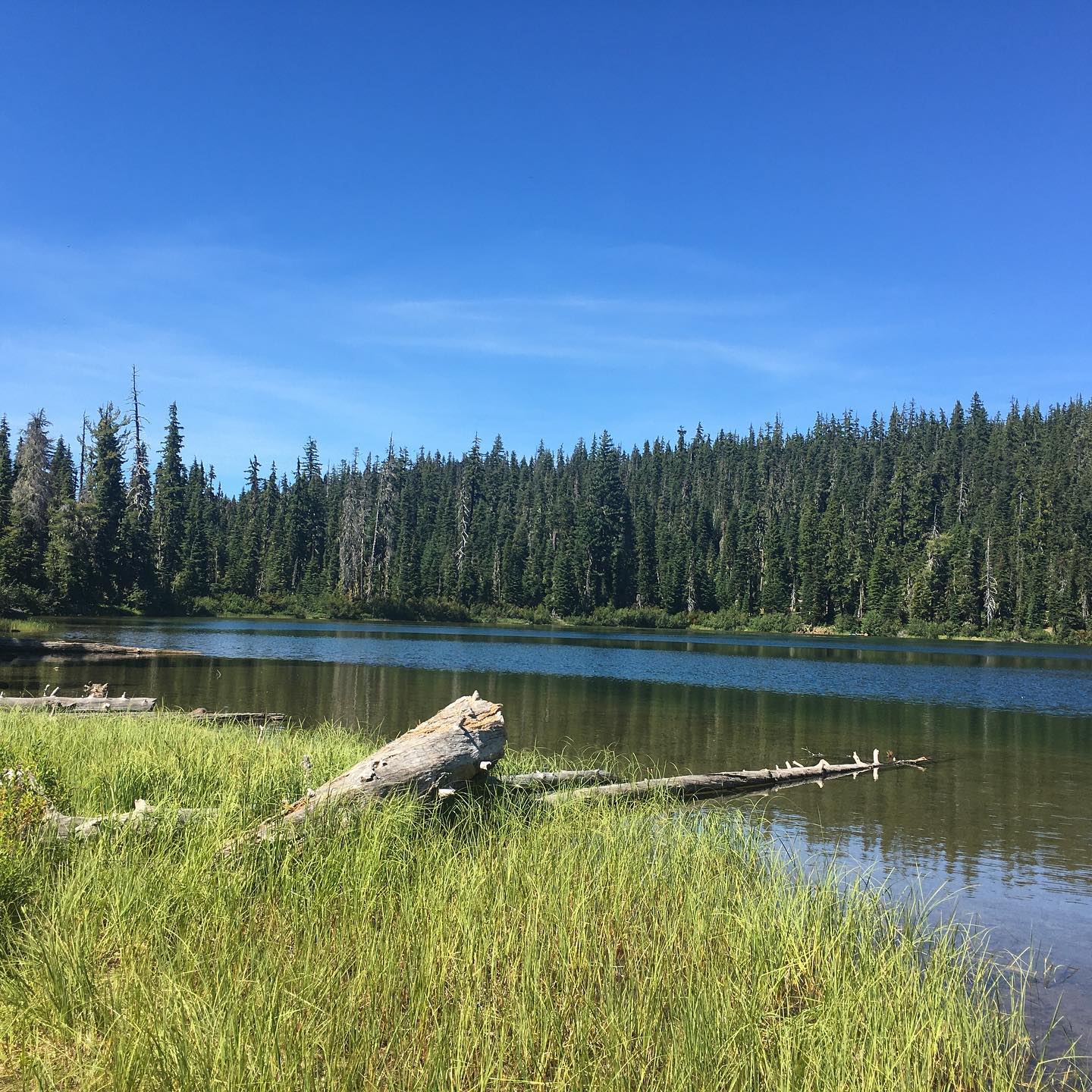 Pics from hike today in Crescent, Oregon (Umpqua National Forest)