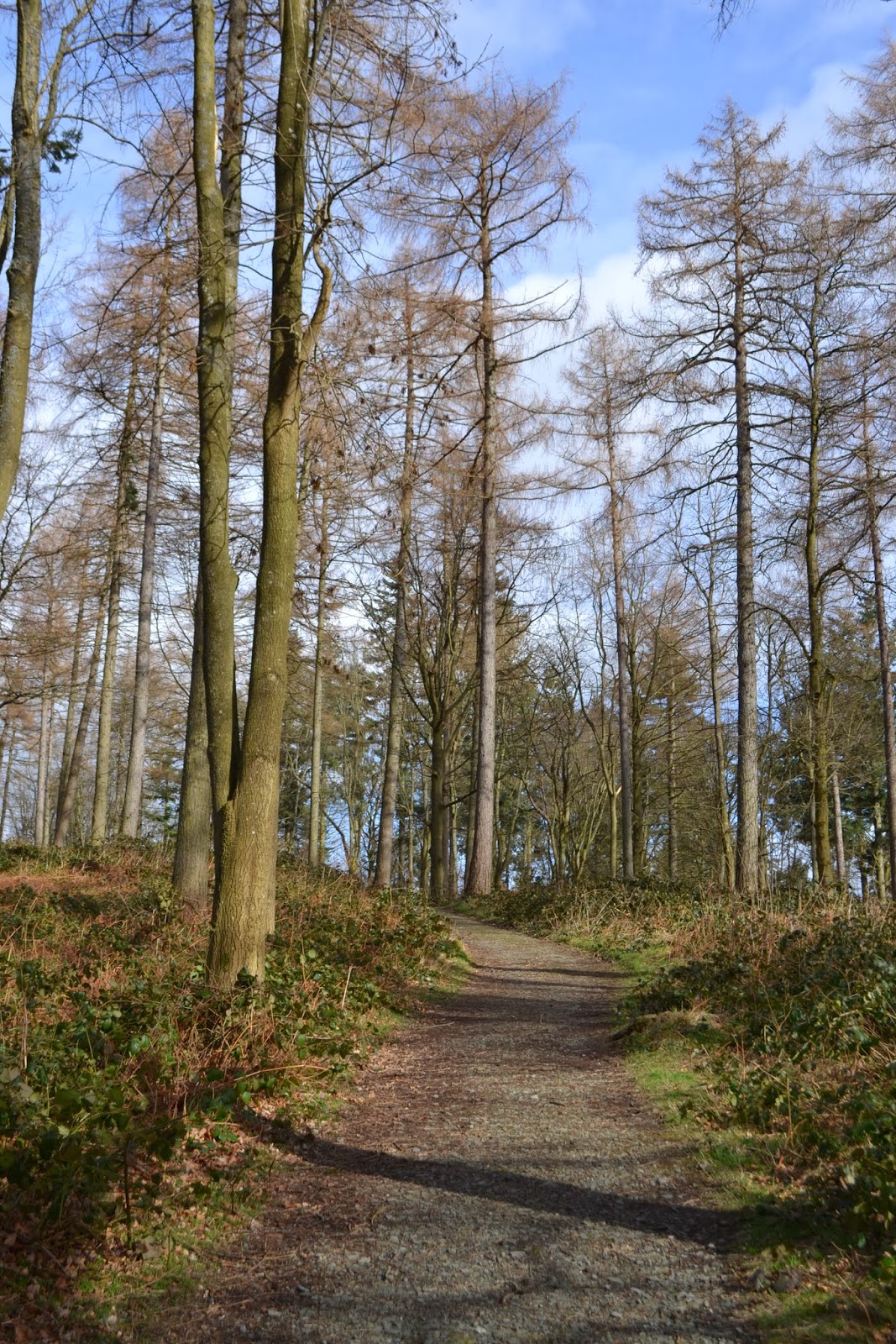 Exploring North Wales: Woodland Walk at Chirk Castle
