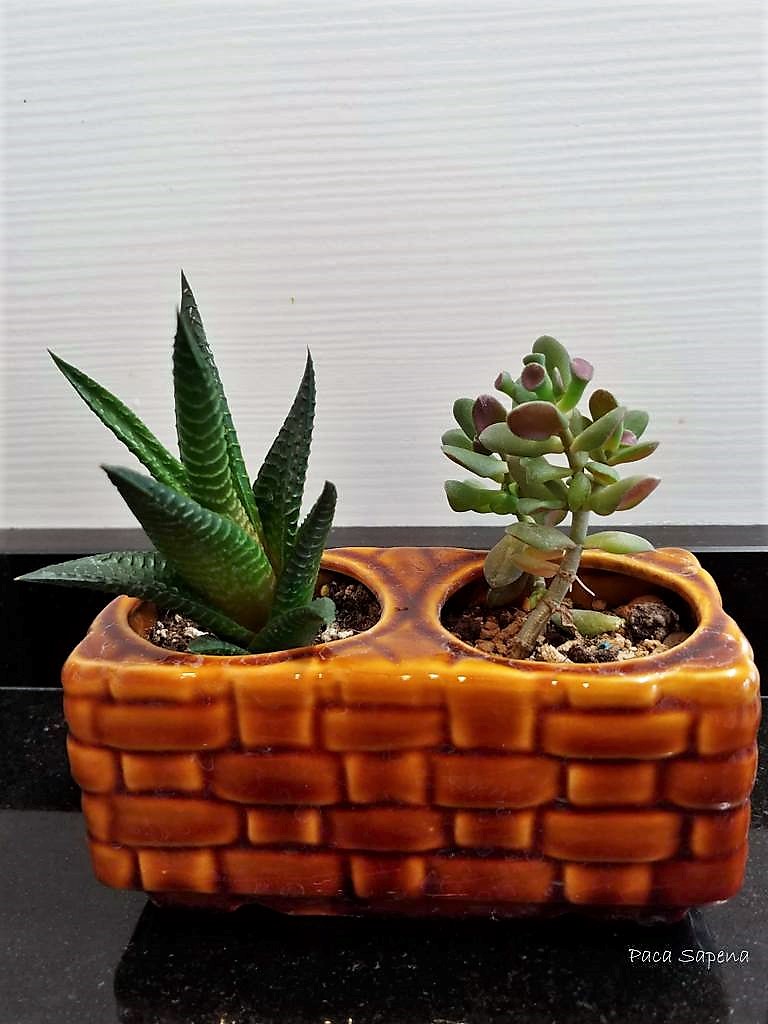 La Rioja de la A a la Z: HAWORTHIA FASCIATA - SUCULENTA, Planta Cebra