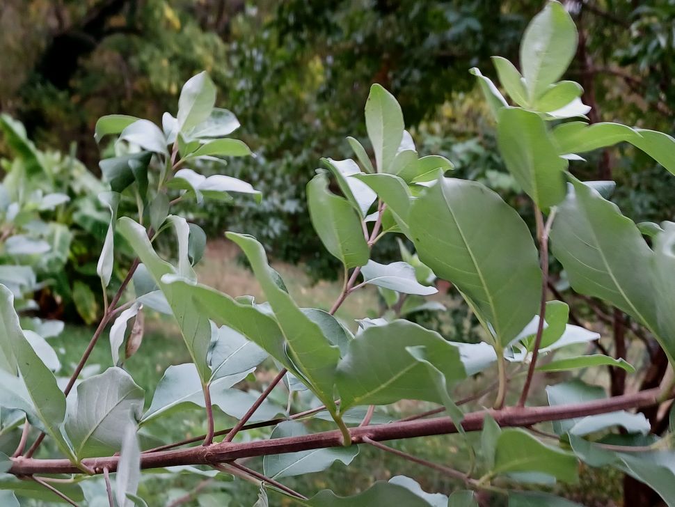Future Plants by Randy Stewart: Vitex - the Chaste Tree family