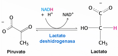 Biomedicina RS: Lactato