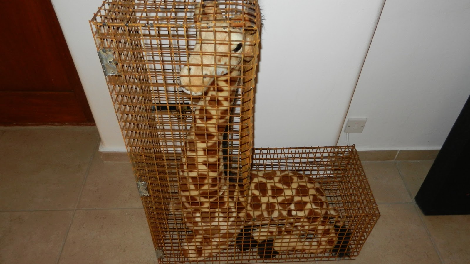 Kuweight 64: MY PHOTOS FOR THE DAY - BABY GIRAFFE IN A CAGE