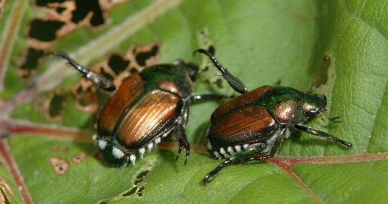 Fruit Insect Pest Alerts: June 24, 2020